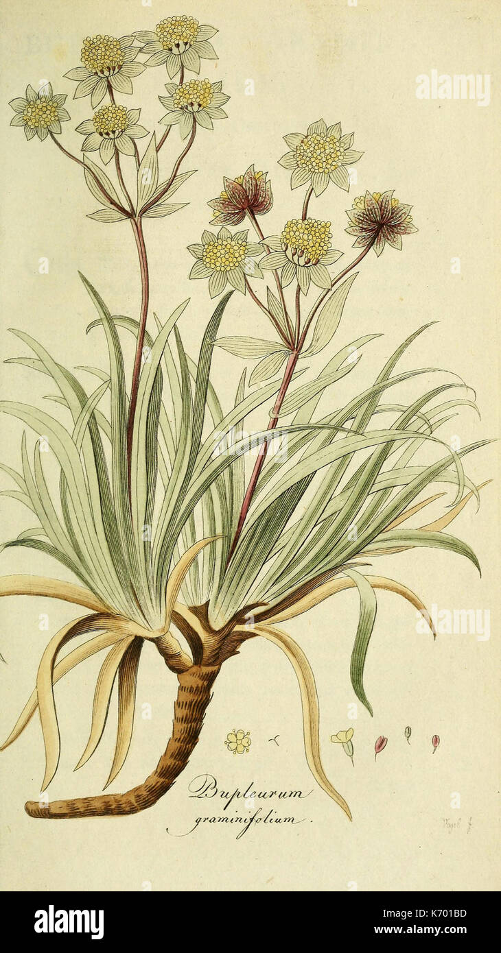Flora Europaea inchoata (Pl. 50) (6033193040 Stock Photo - Alamy