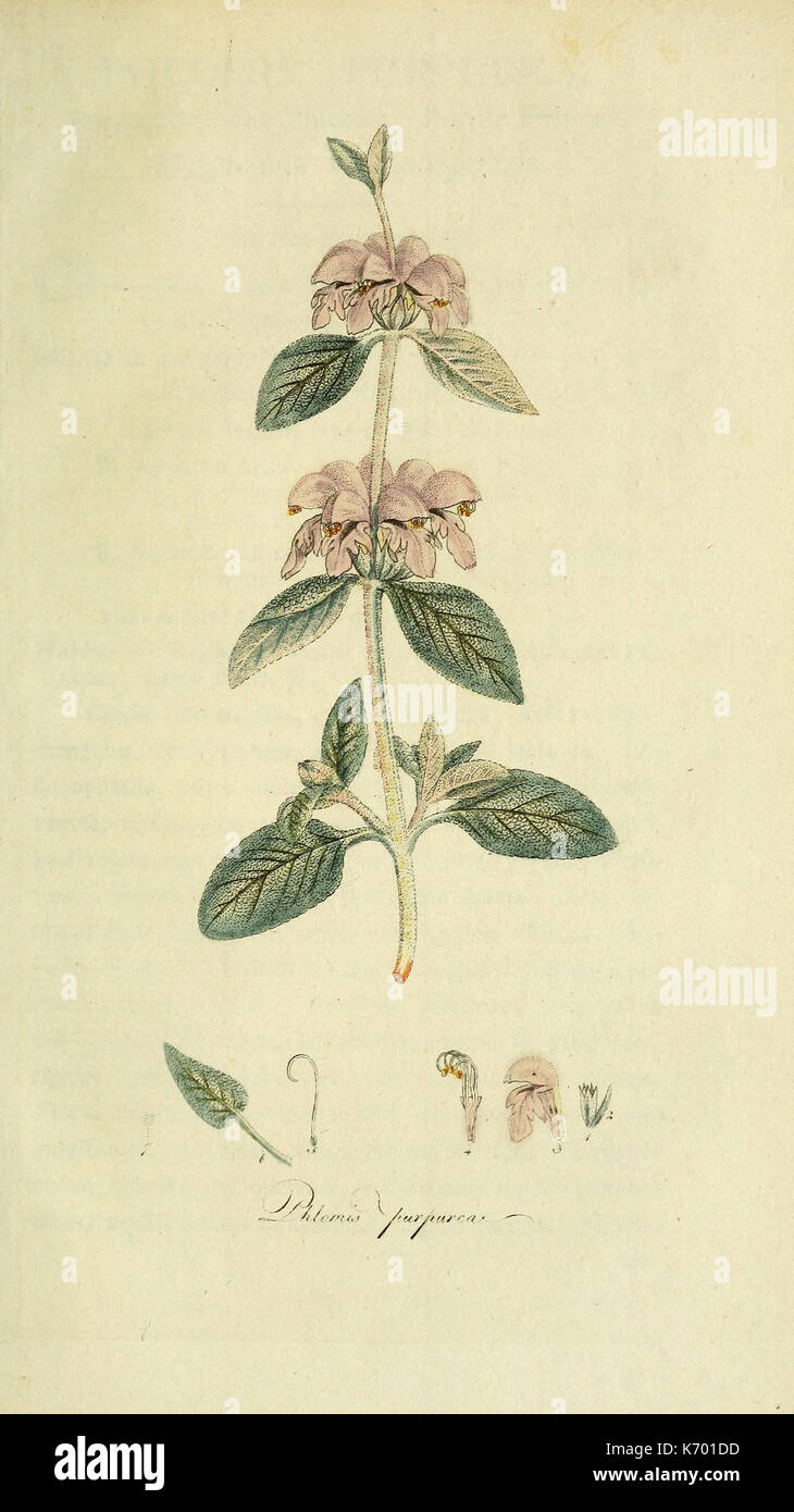 Flora Europaea inchoata (Pl. 53) (6032635445 Stock Photo - Alamy