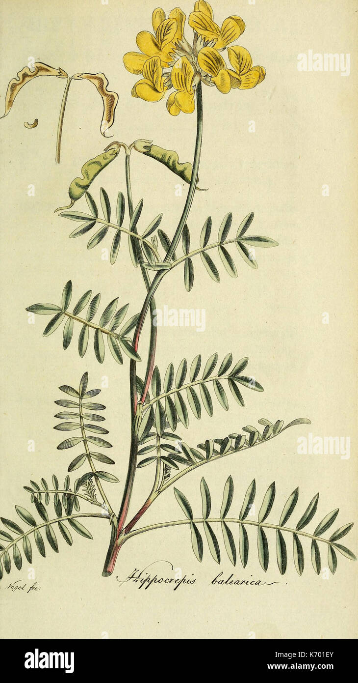 Flora Europaea inchoata (Pl. 55) (6033194500 Stock Photo - Alamy
