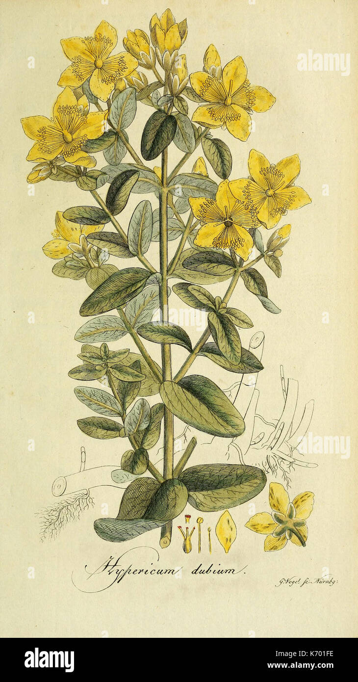 Flora Europaea inchoata (Pl. 56) (6032636279 Stock Photo - Alamy