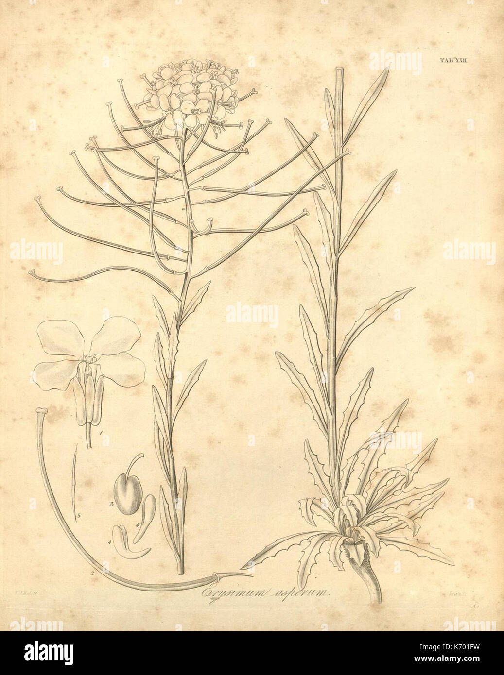 Flora boreali americana, or, the botany of the northern parts of ...