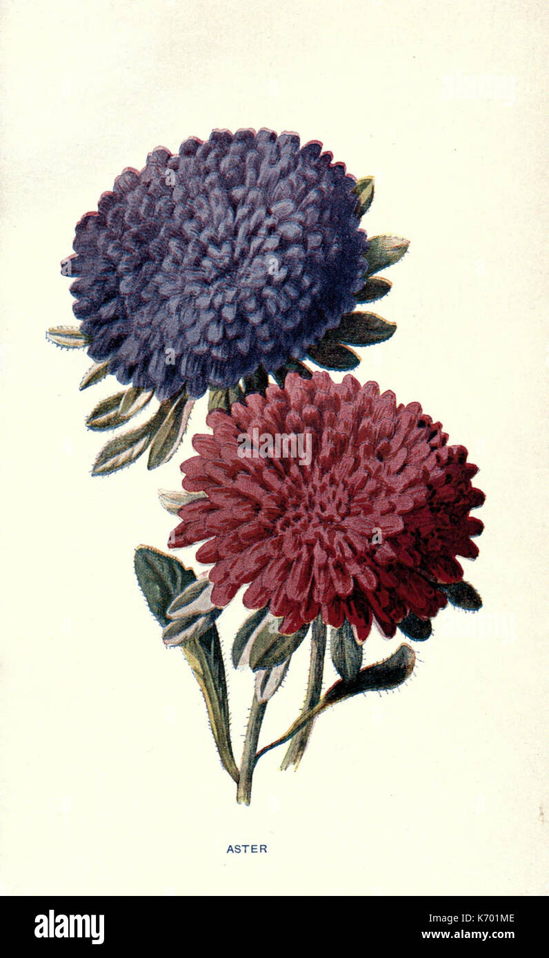 Familiar garden varieties hi-res stock photography and images - Alamy