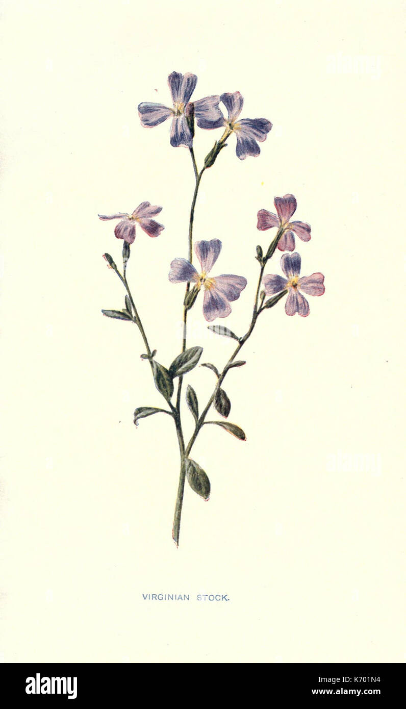 Familiar garden flowers hi-res stock photography and images - Alamy