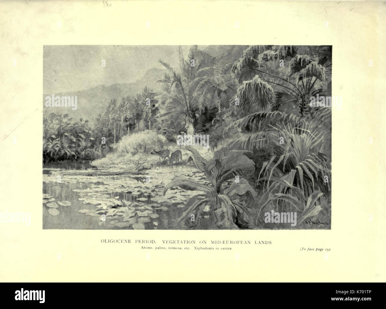 The evolution process of life hi-res stock photography and images - Alamy