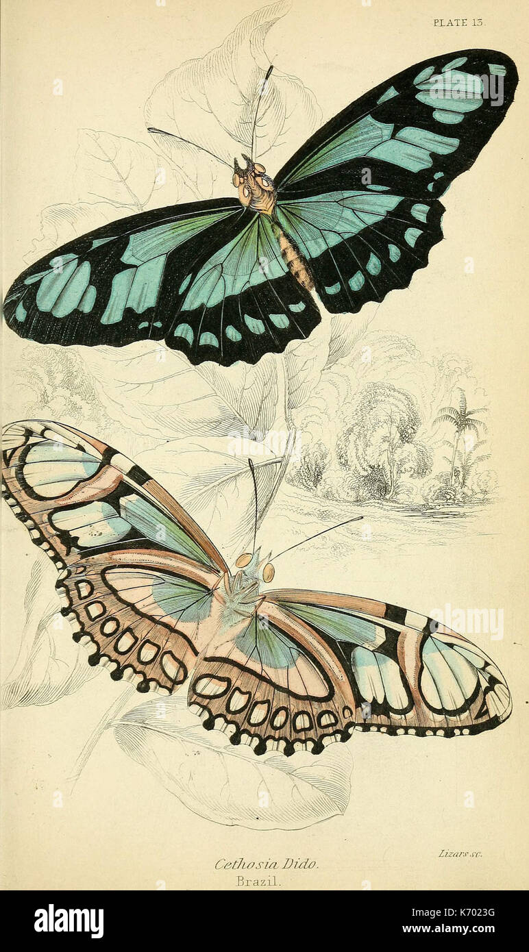 Foreign Butterflies High Resolution Stock Photography and Images - Alamy