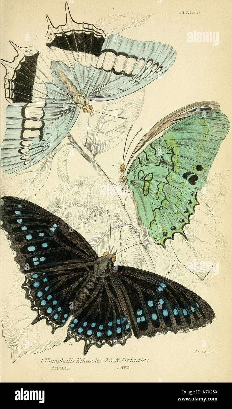 Foreign butterflies hi-res stock photography and images - Alamy