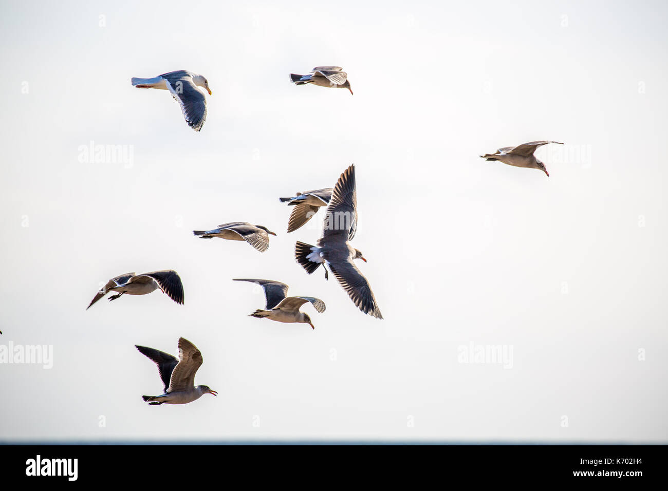 Seagulls in flight hi-res stock photography and images - Alamy