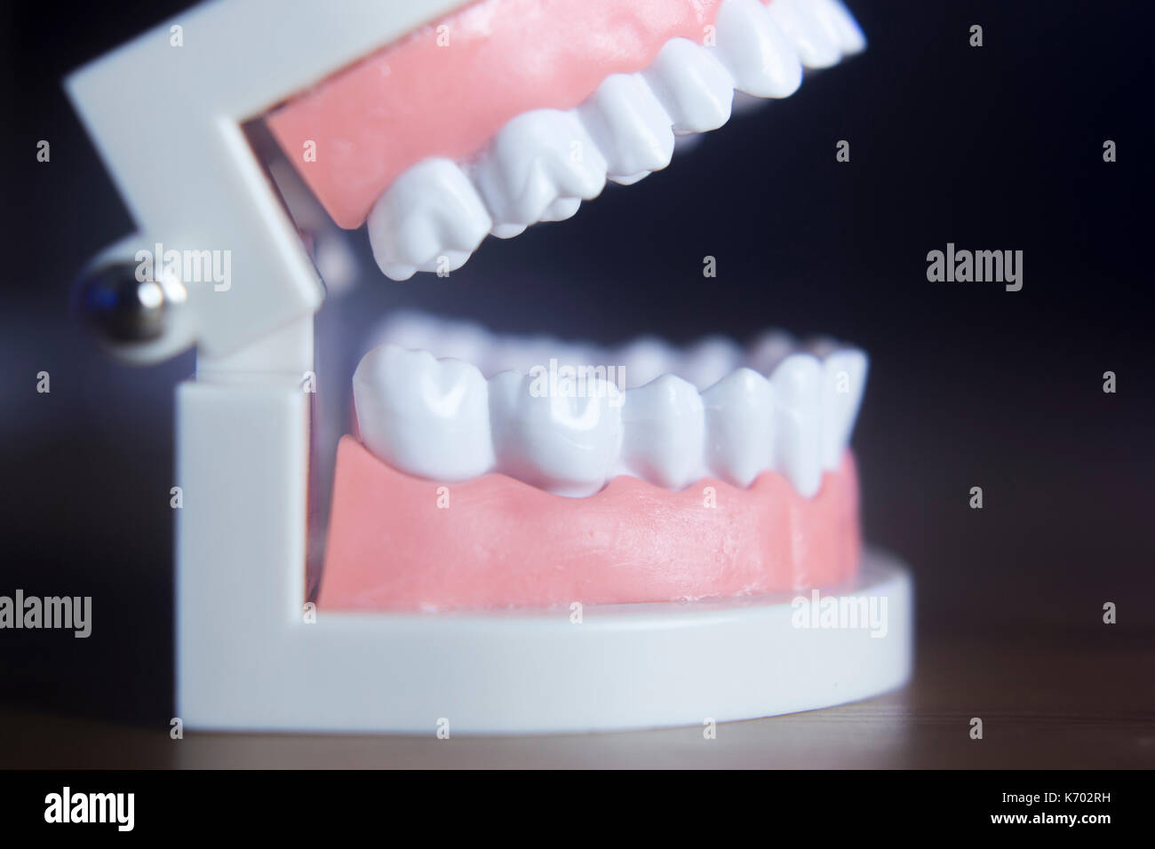 Dental teeth orthodontic dentistry teachng model with gums, tooth ...