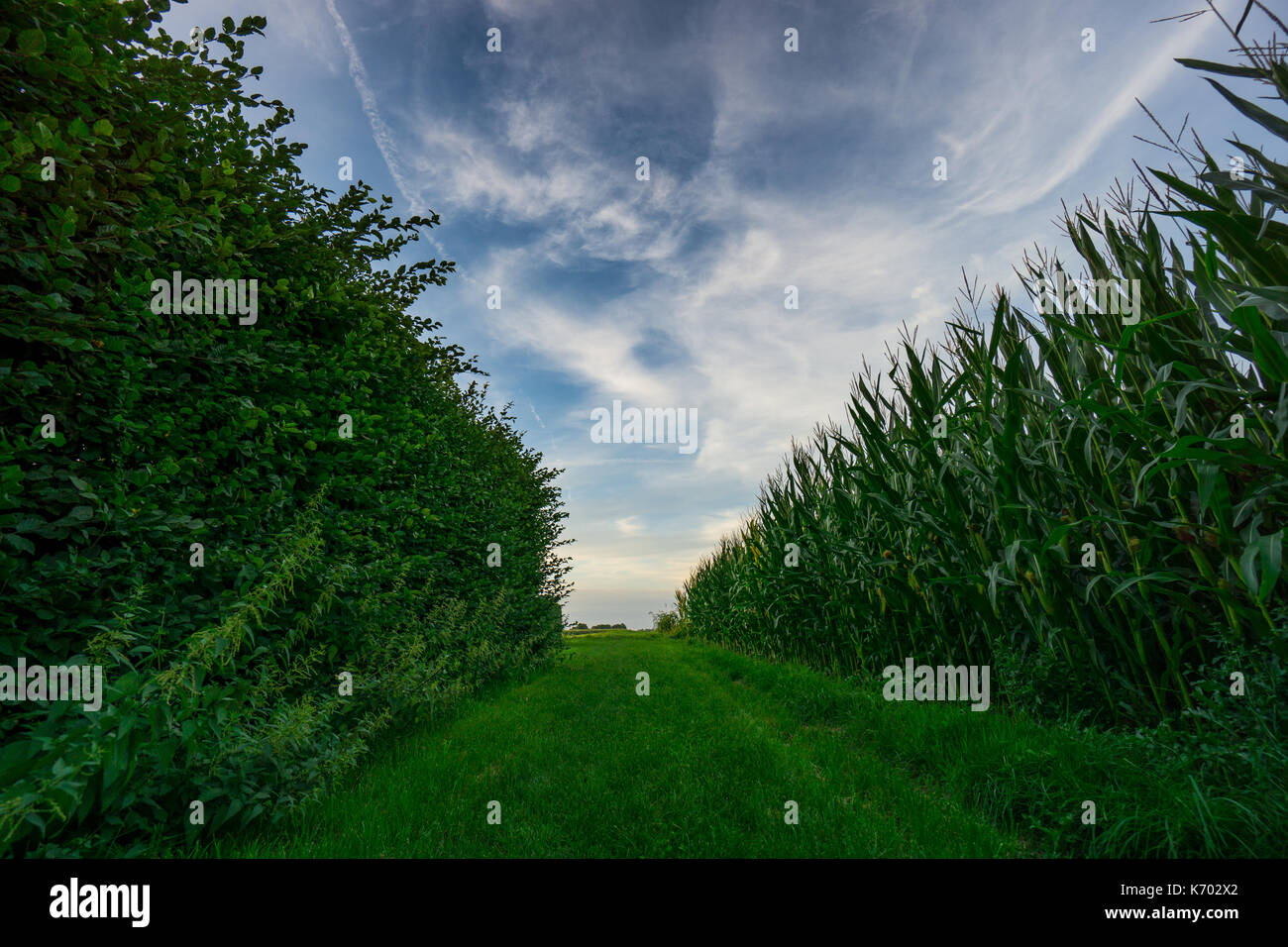 Path through corn field hi-res stock photography and images - Alamy
