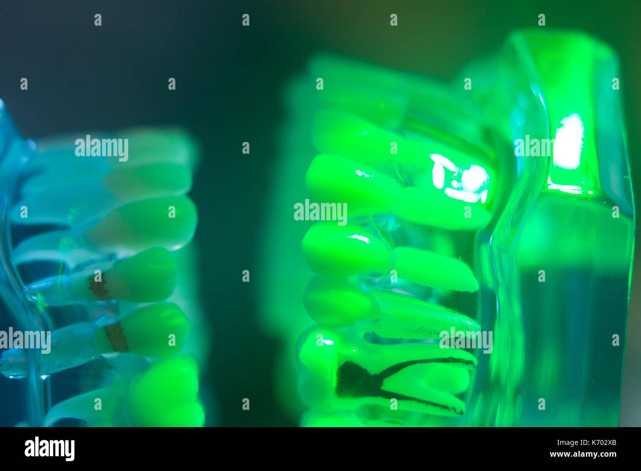 Dental teeth orthodontic dentistry teachng model with gums, tooth ...