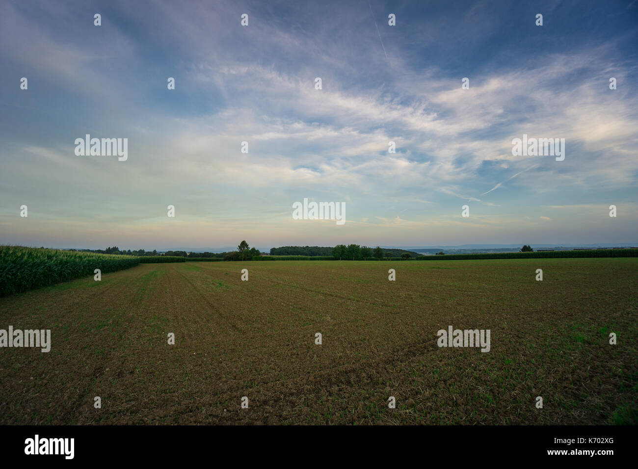 Empty wide field with young planted seedlings Stock Photo - Alamy