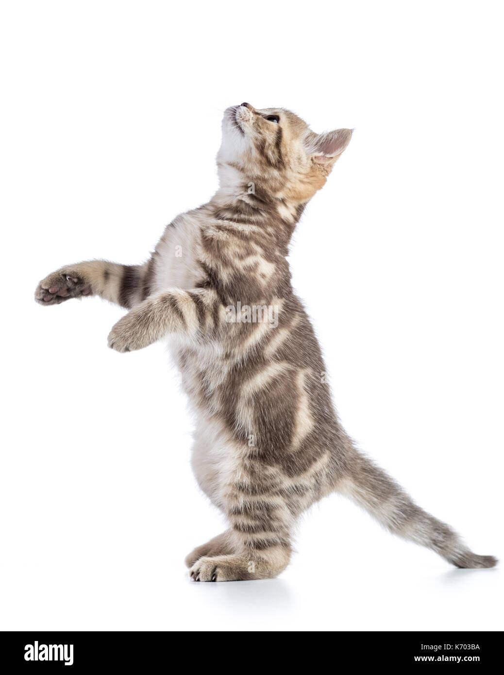 Standing kitten cat side view isolated over white Stock Photo - Alamy
