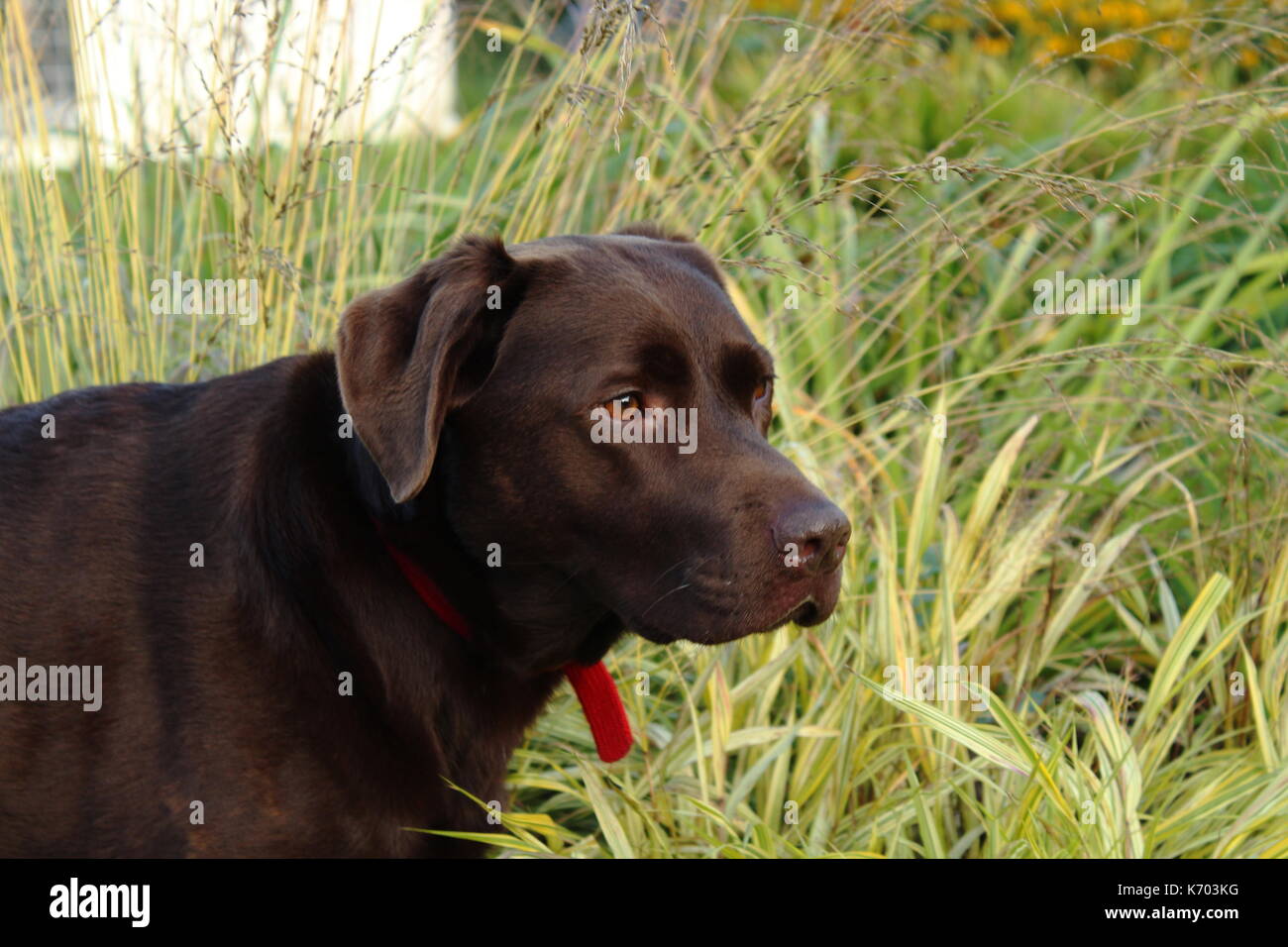 Chocolate lab puppy and grass hi-res stock photography and images - Alamy