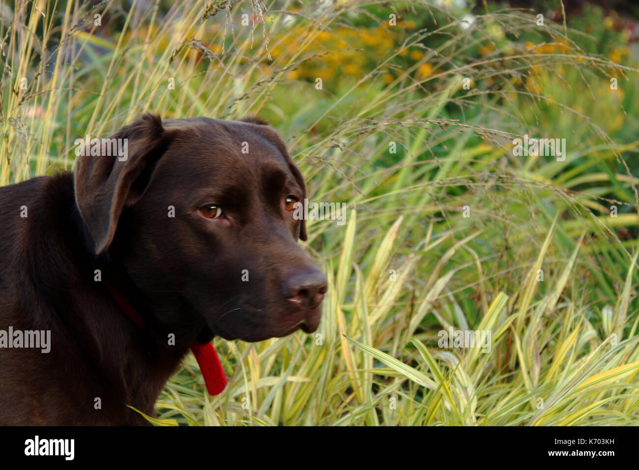 Cute chocolate labrador retriever hi-res stock photography and images ...