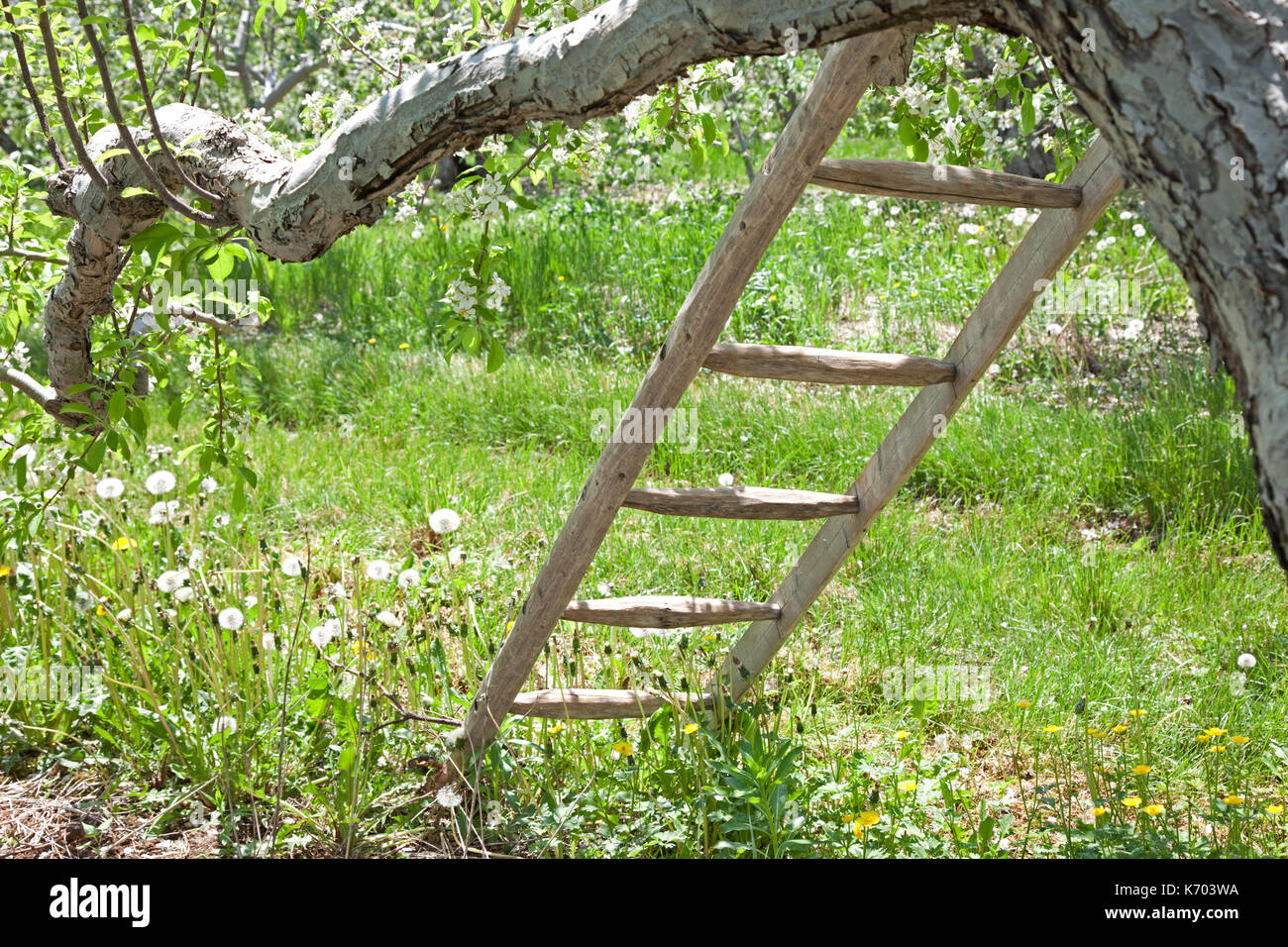 a wooden ladder leans against an apple tree with blossoms Stock Photo ...