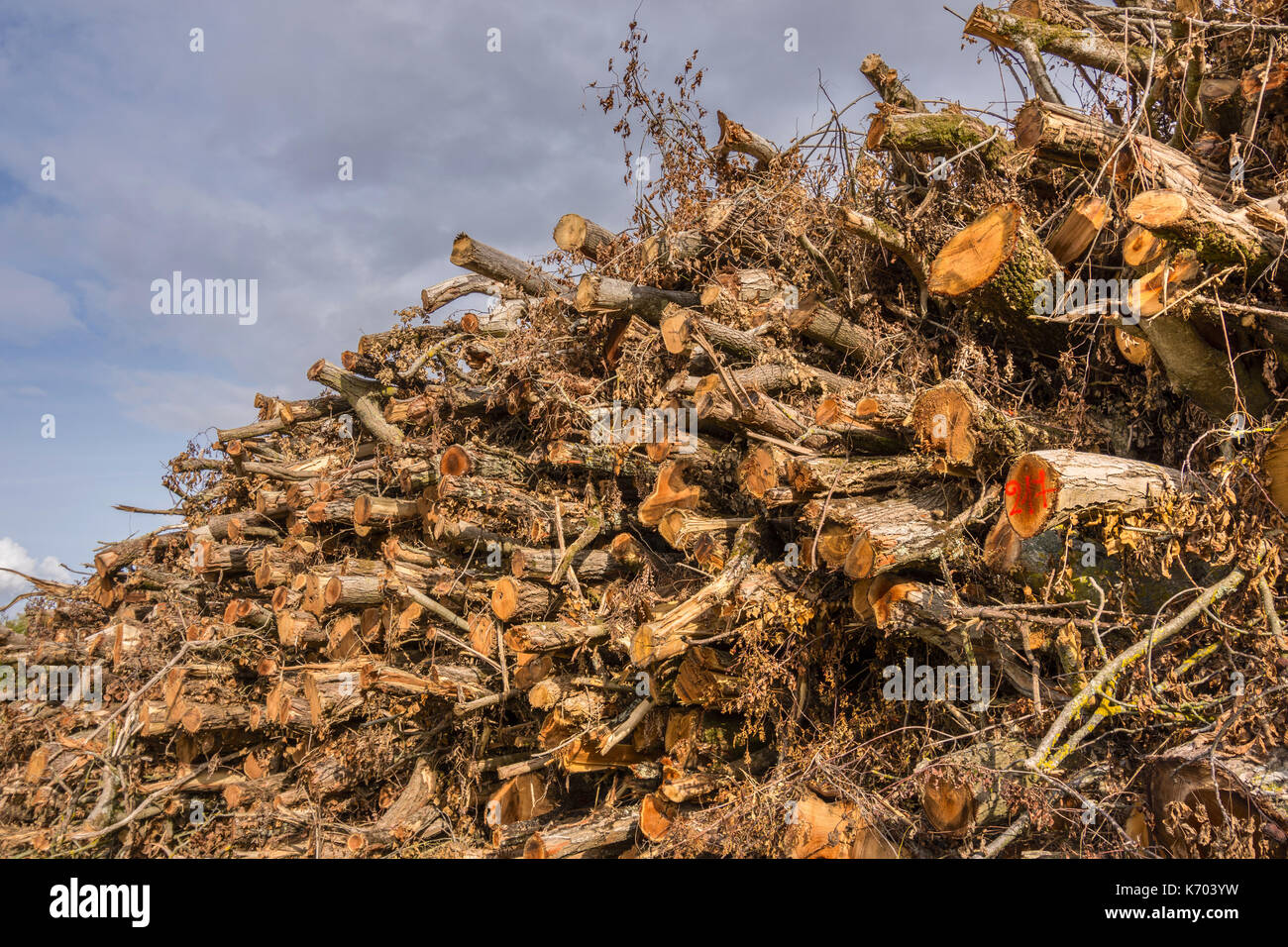 Storm large tree hi-res stock photography and images - Alamy