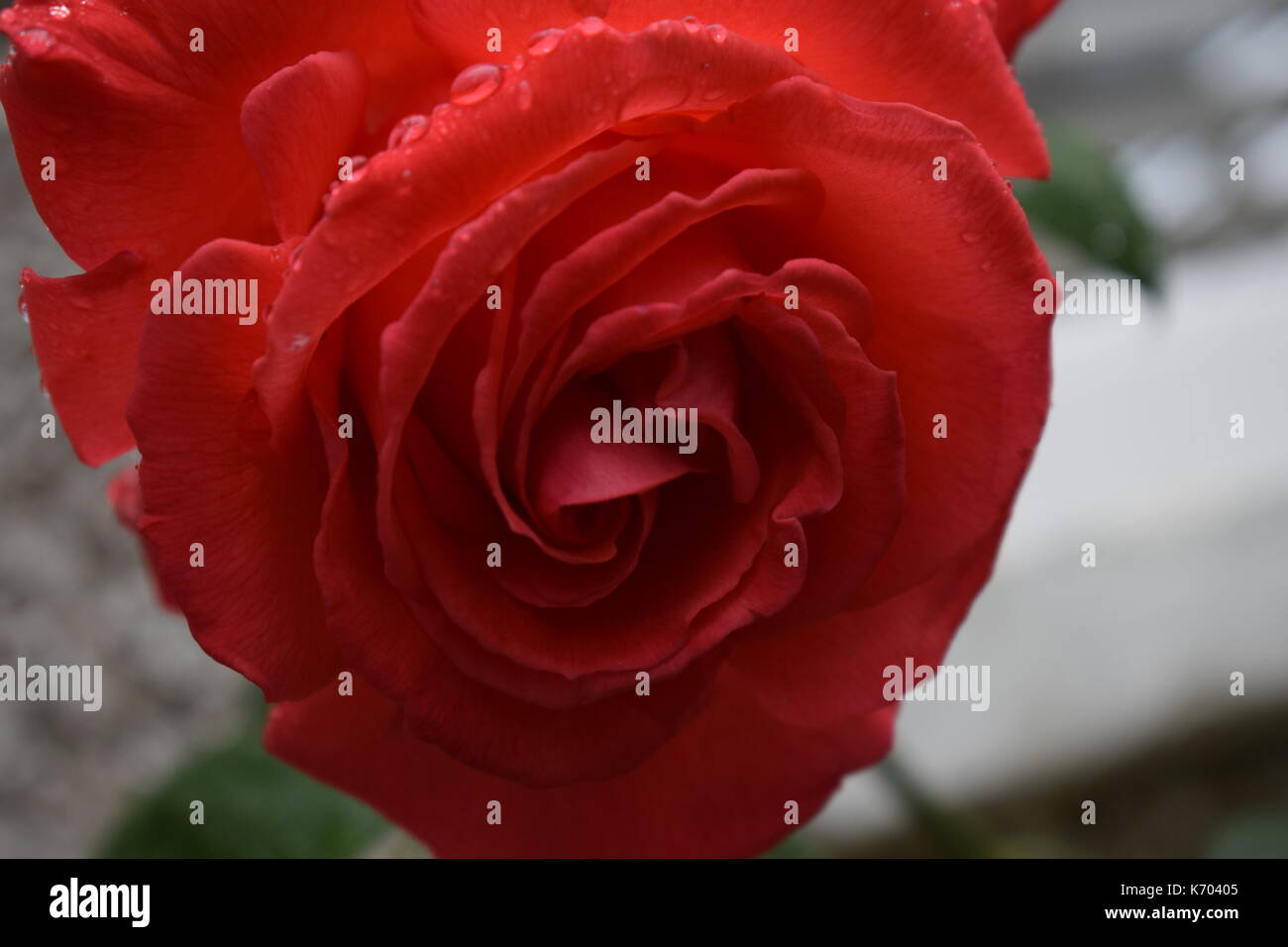 Hd rose wallpaper hi-res stock photography and images - Alamy