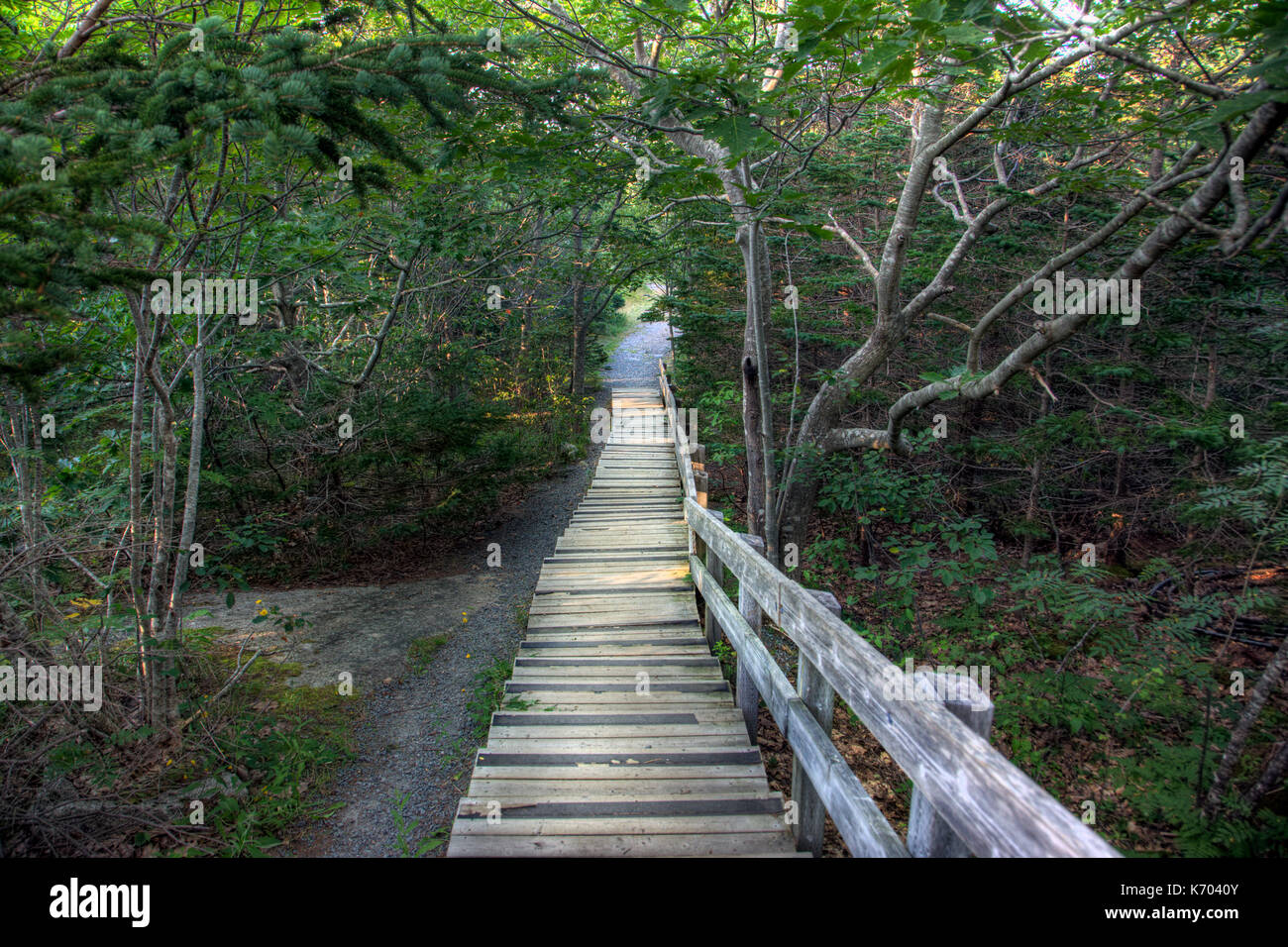 a long path of wooden steps in a park through the forest Stock Photo ...