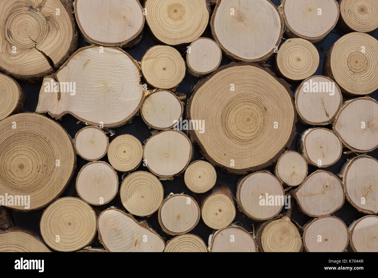 View of the cut trees / interior design concept or cut trees Stock ...