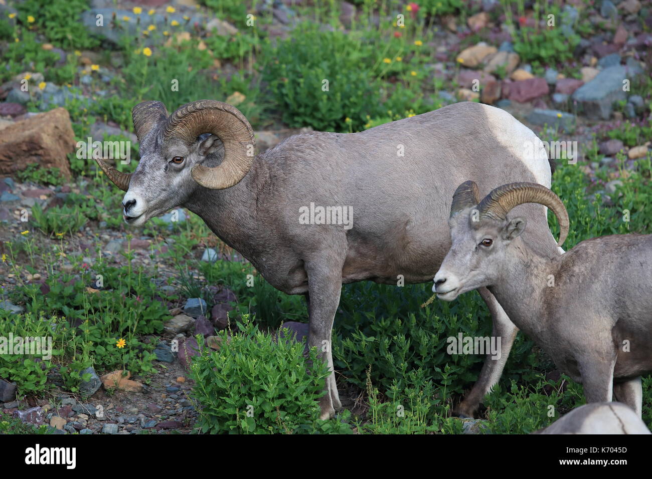 Bighorn Sheep Glacier National Park Montana USA Stock Photo - Alamy
