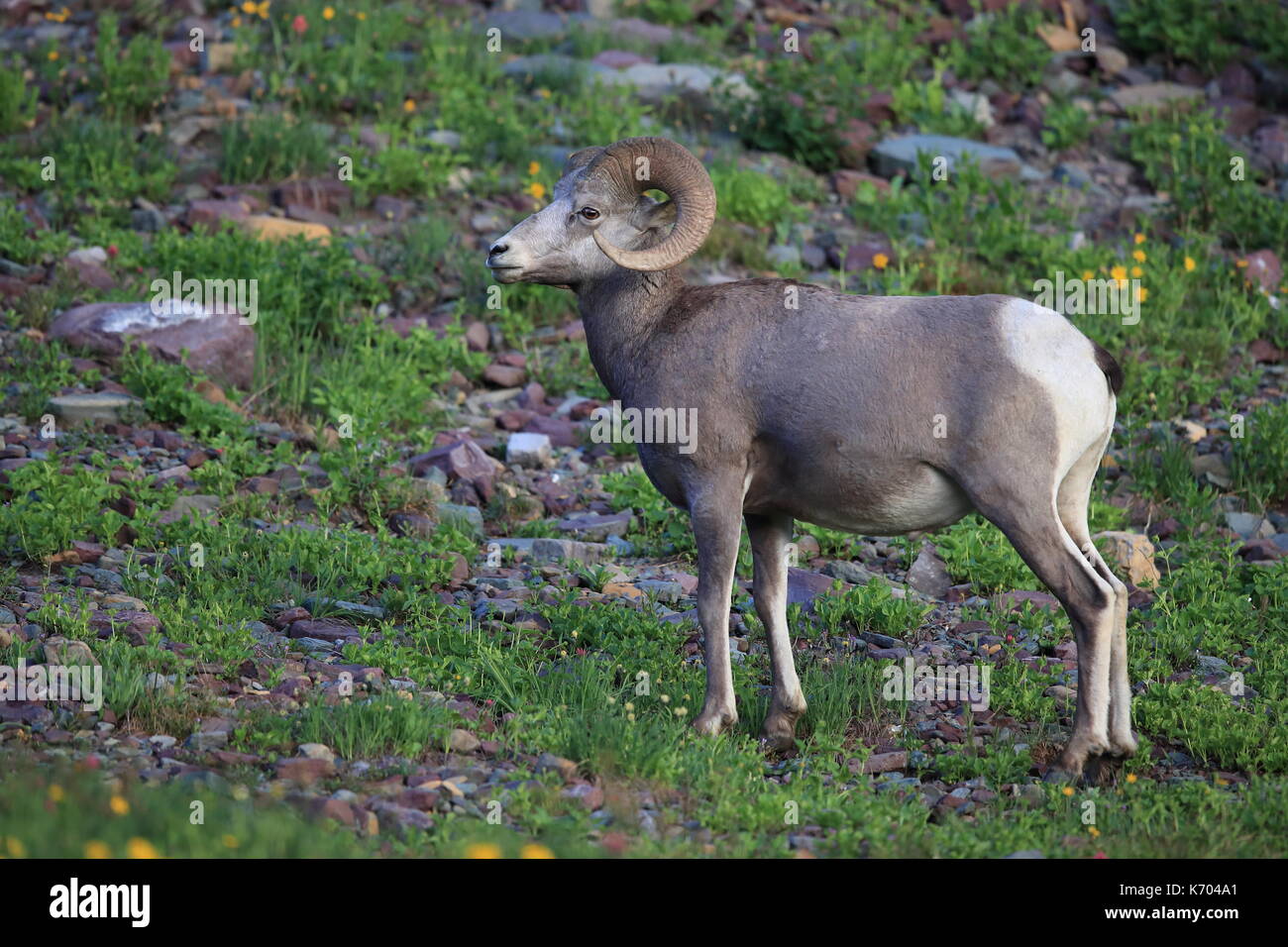 Bighorn Sheep Glacier National Park Montana USA Stock Photo - Alamy