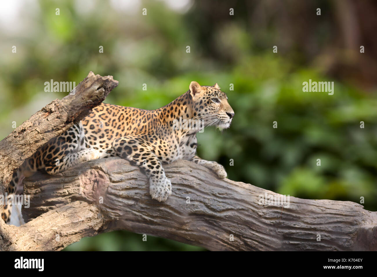 Leopard laying on branch hi-res stock photography and images - Alamy