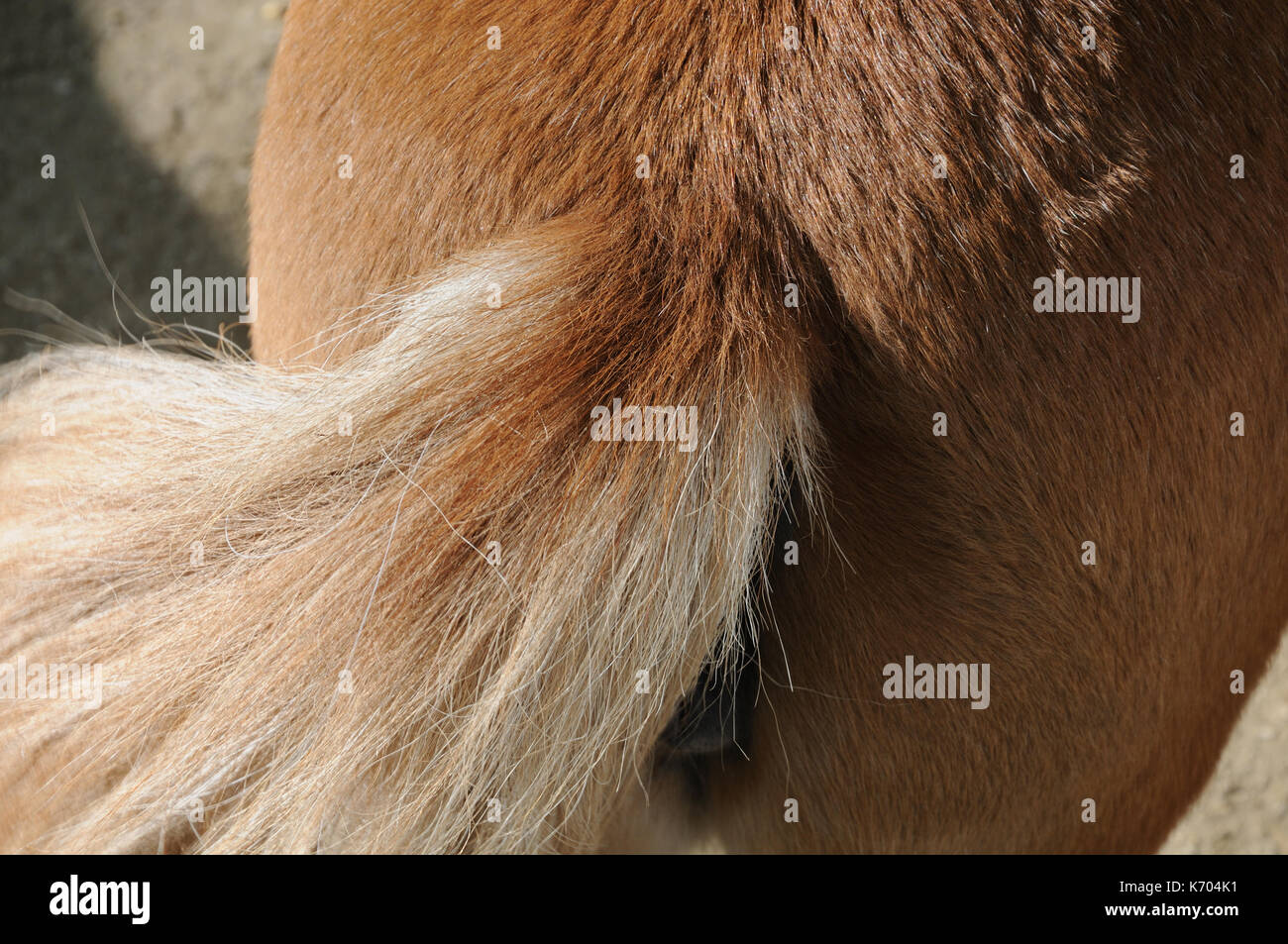 tail of a pony Stock Photo - Alamy