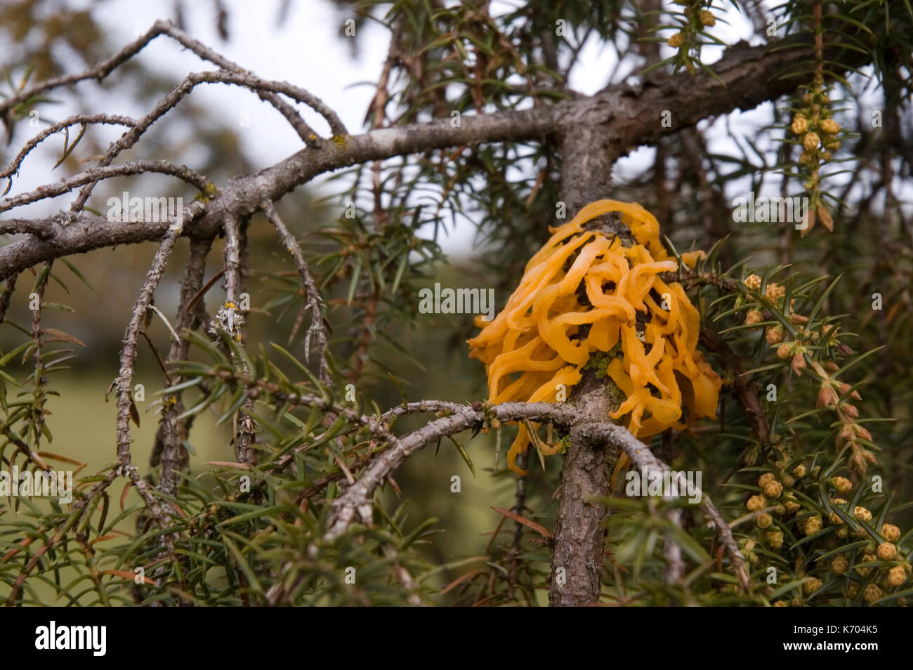 Cedar apple rust hi-res stock photography and images - Alamy
