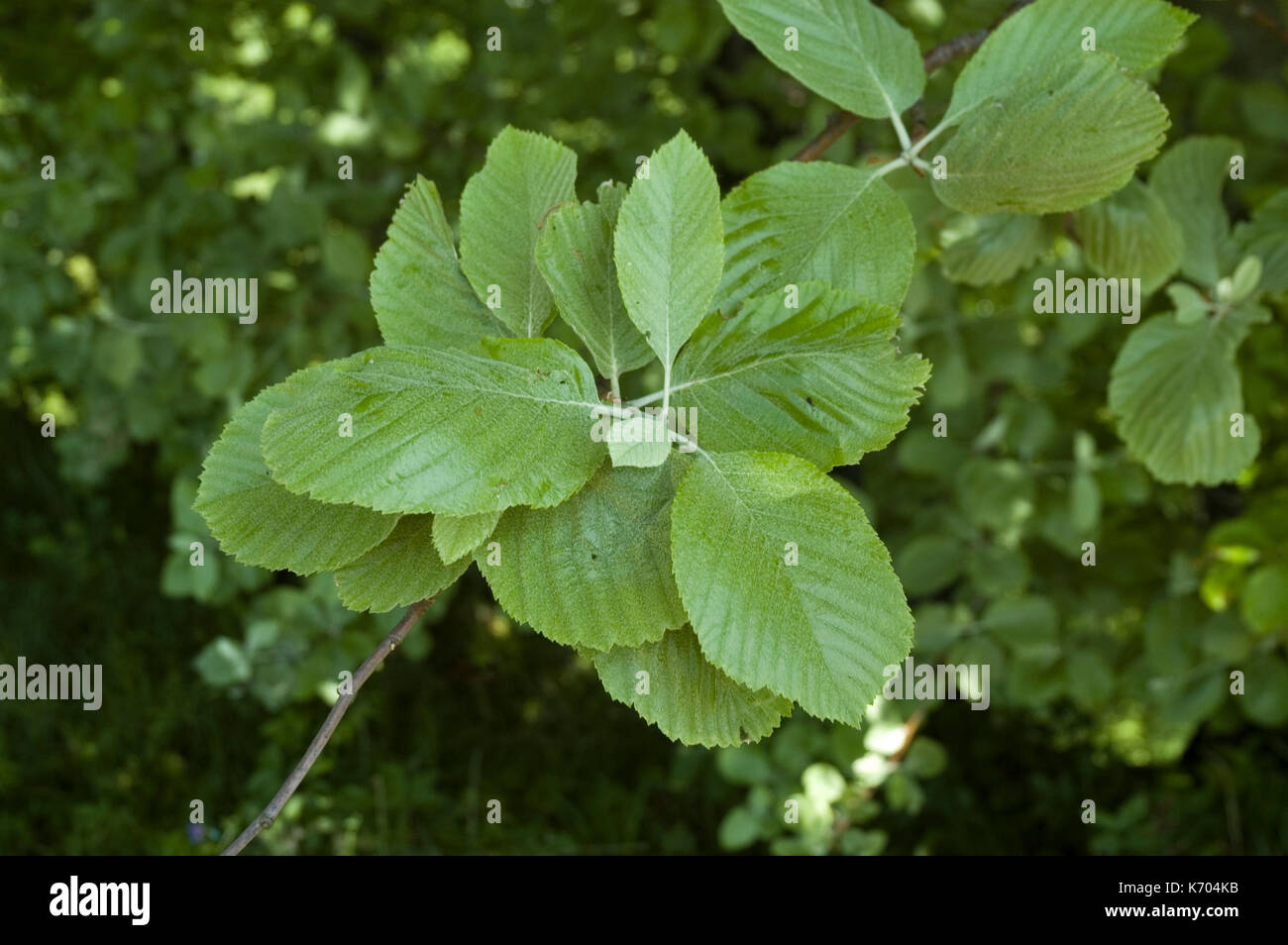 leaves of a whitebeam Stock Photo - Alamy
