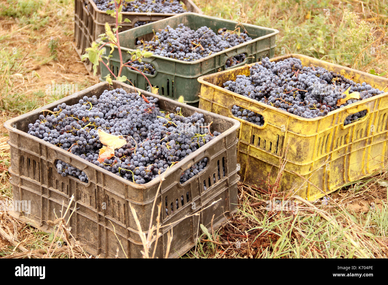 Crates with grape Stock Photo - Alamy