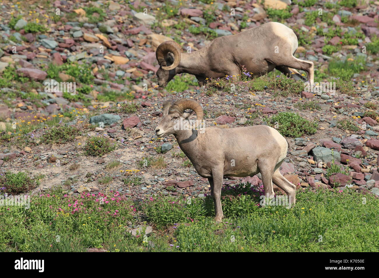 Bighorn Sheep Glacier National Park Montana USA Stock Photo - Alamy