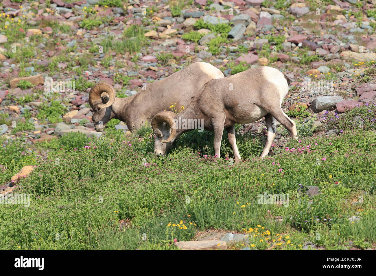 Bighorn Sheep Glacier National Park Montana USA Stock Photo - Alamy