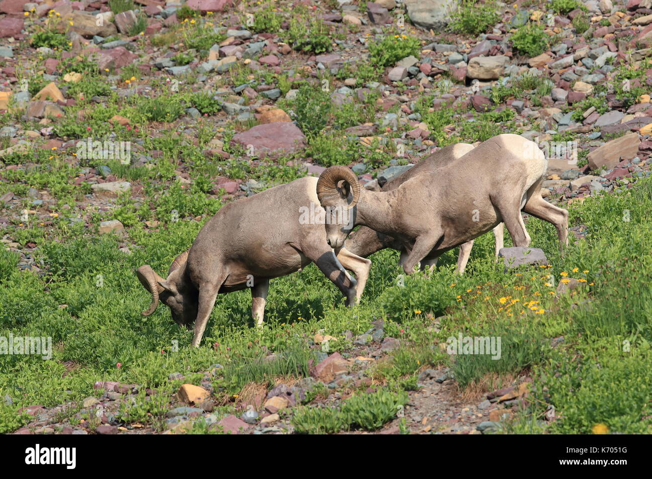 Bighorn Sheep Glacier National Park Montana USA Stock Photo - Alamy