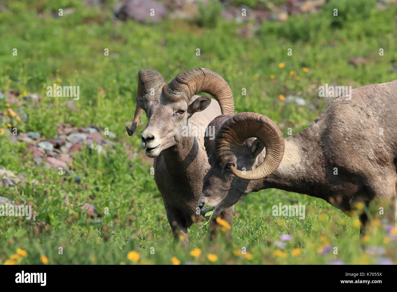 Bighorn Sheep Glacier National Park Montana USA Stock Photo - Alamy