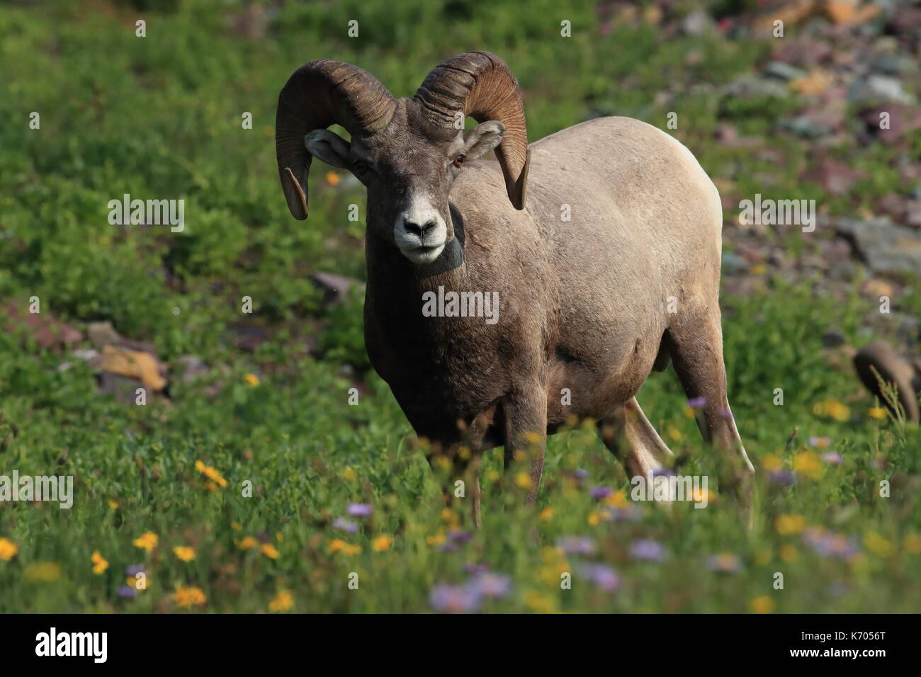 Bighorn Sheep Glacier National Park Montana USA Stock Photo - Alamy