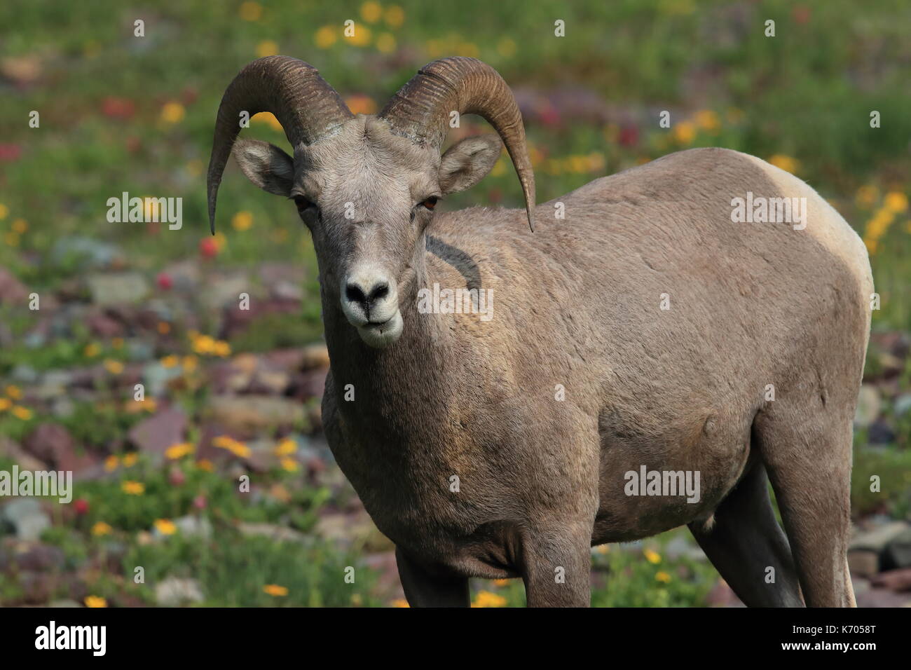 Bighorn Sheep Glacier National Park Montana USA Stock Photo - Alamy