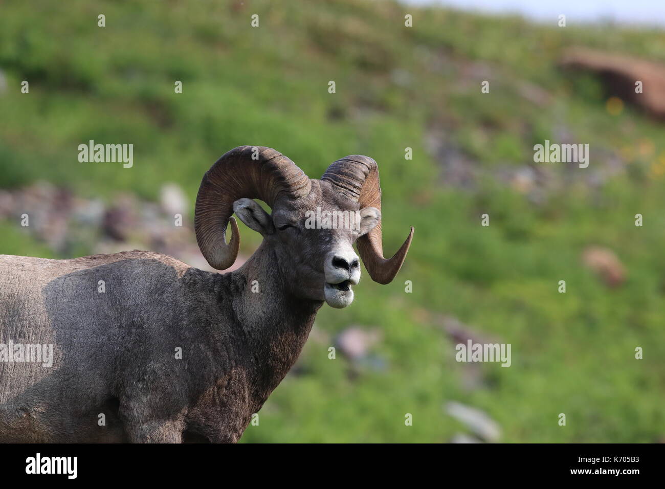 Bighorn Sheep Glacier National Park Montana USA Stock Photo - Alamy