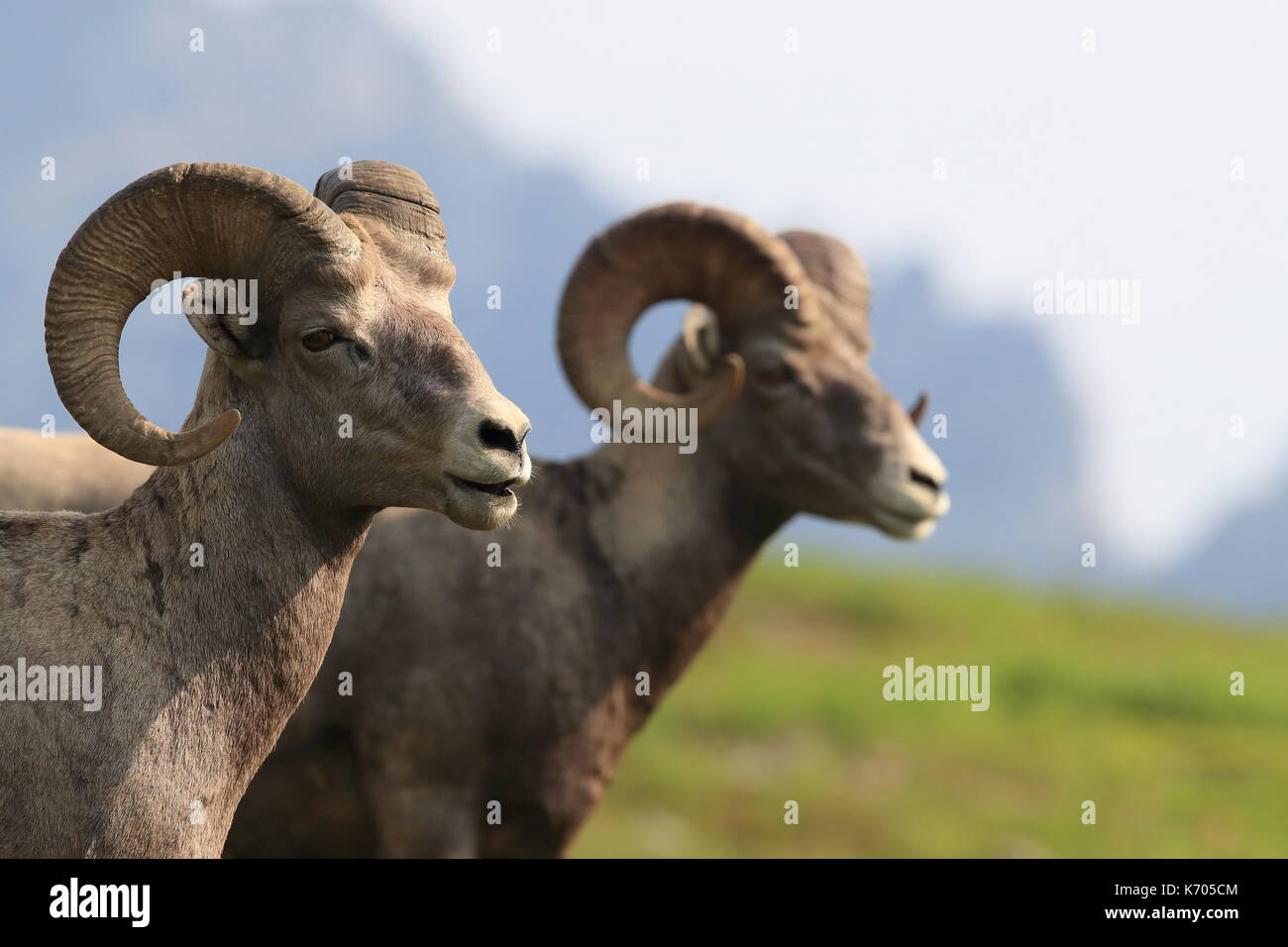 Bighorn Sheep Glacier National Park Montana USA Stock Photo - Alamy