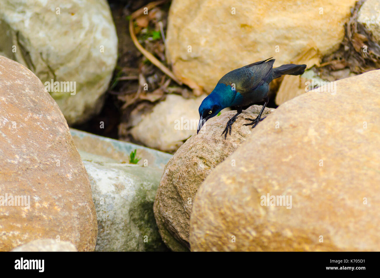A common grackle with yellow eyes and iridescent blue feathers stands ...