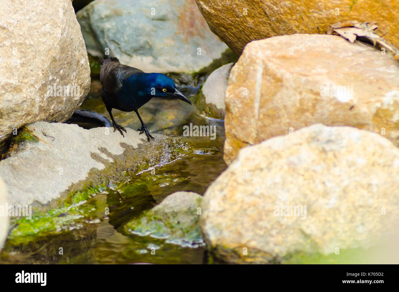 A common grackle with yellow eyes and iridescent blue feathers stands ...