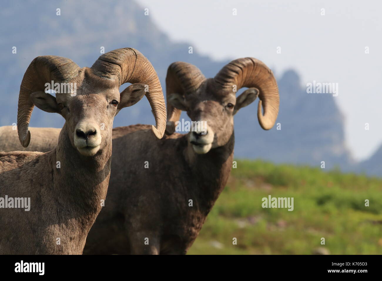 Bighorn Sheep Glacier National Park Montana USA Stock Photo - Alamy