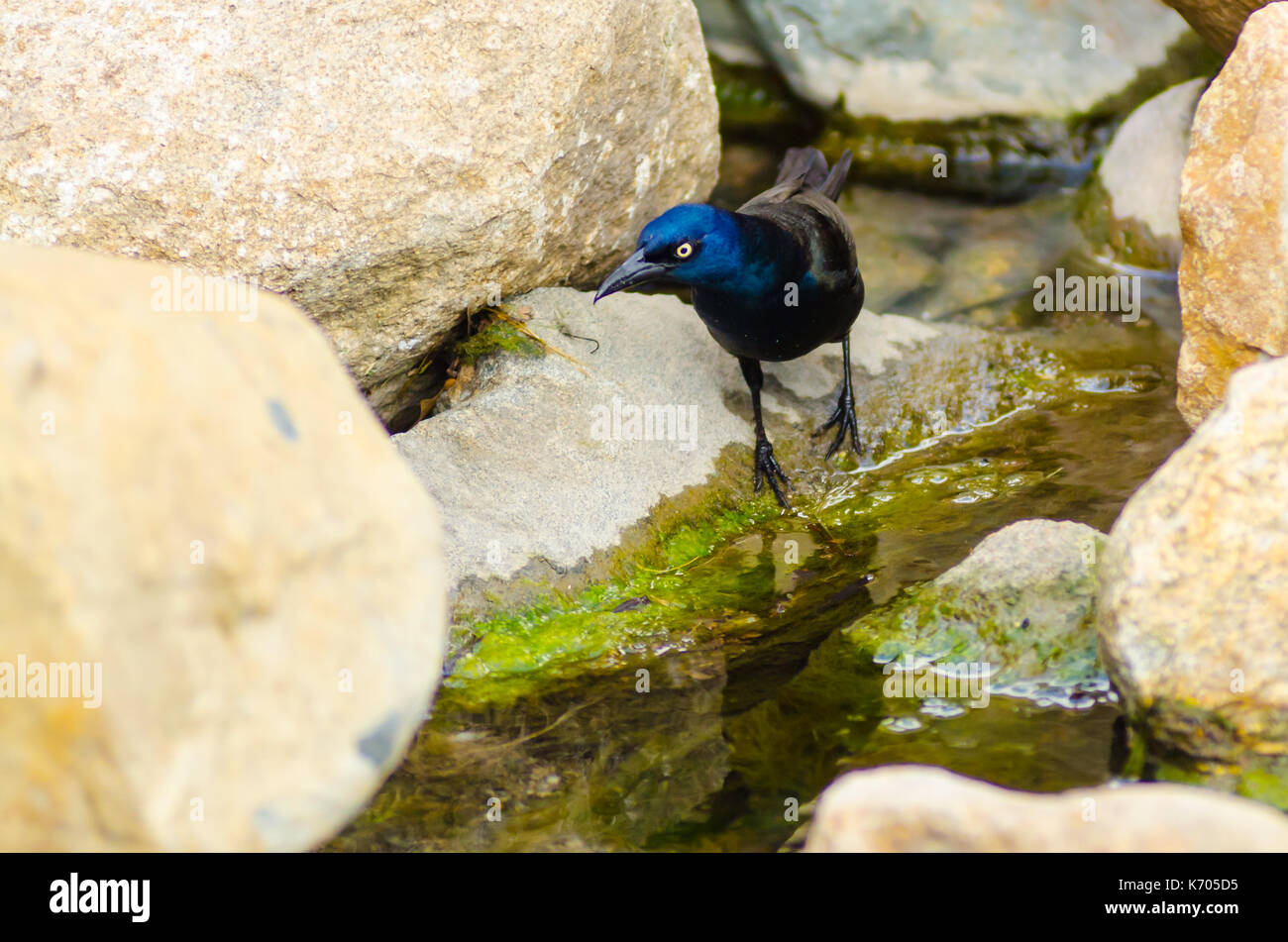 A common grackle with yellow eyes and iridescent blue feathers stands ...