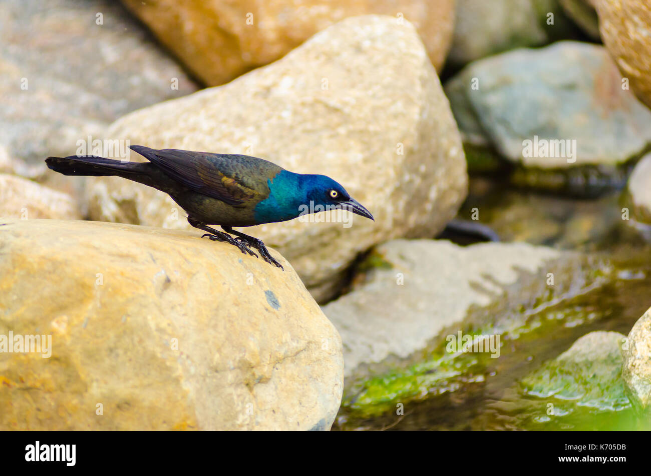 A common grackle with yellow eyes and iridescent blue feathers stands ...