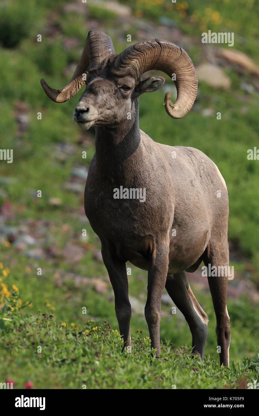 Bighorn Sheep Glacier National Park Montana USA Stock Photo - Alamy