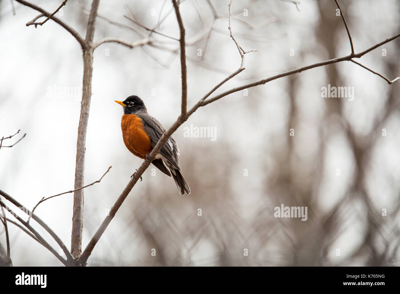 American Robin, North America Stock Photo - Alamy