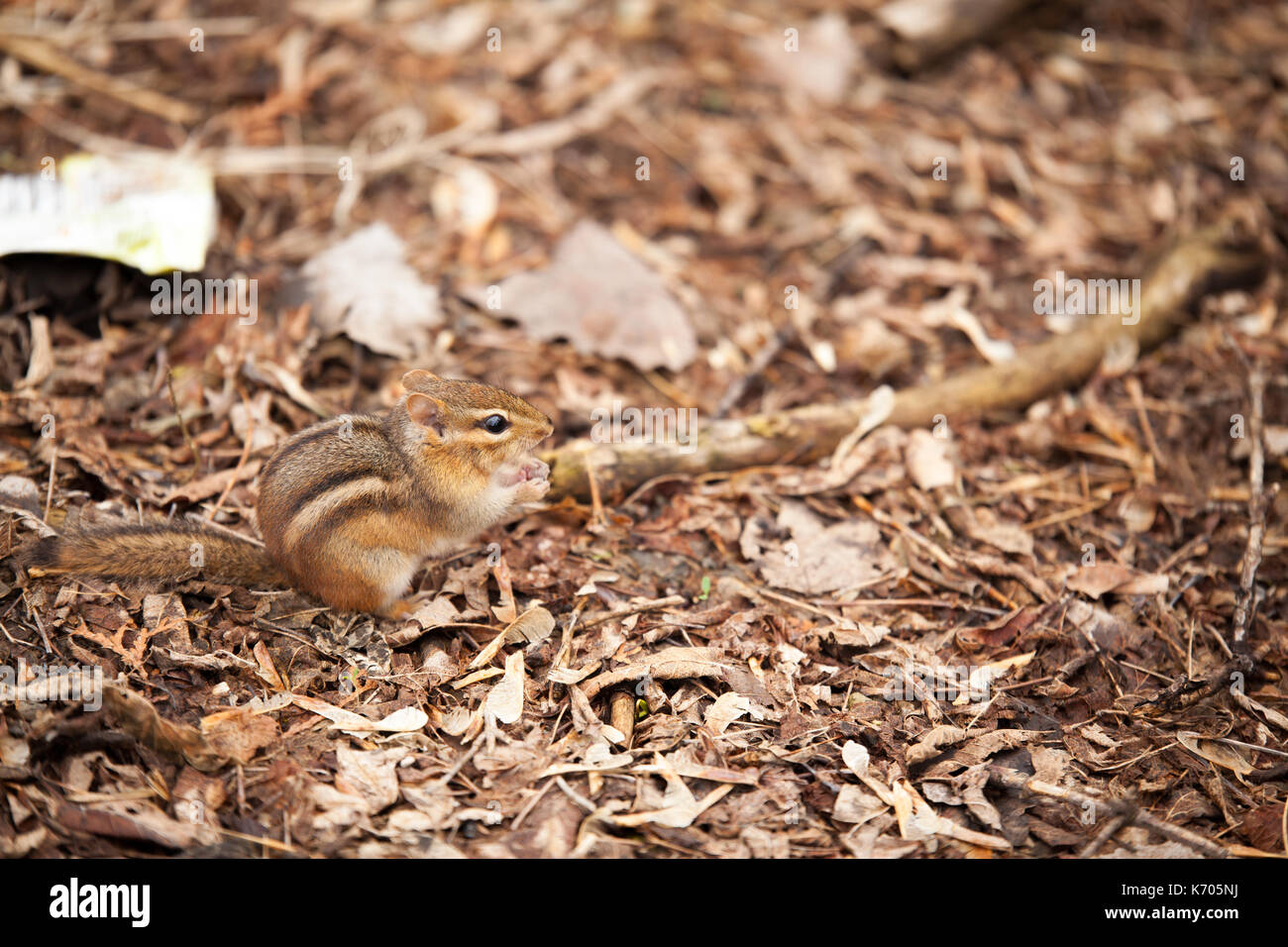 North american chipmunk hi-res stock photography and images - Alamy