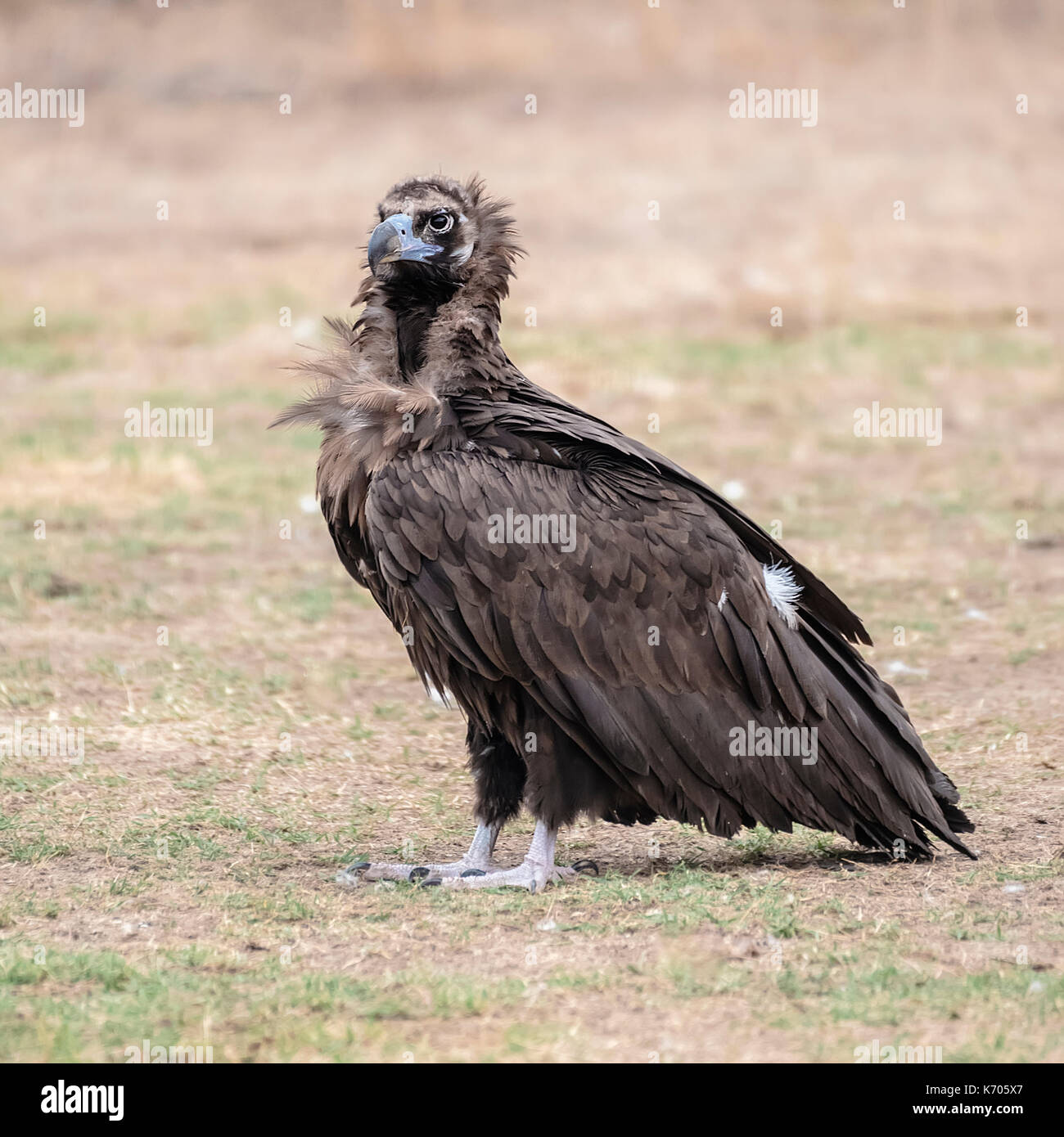 Black vulture bird hi-res stock photography and images - Alamy