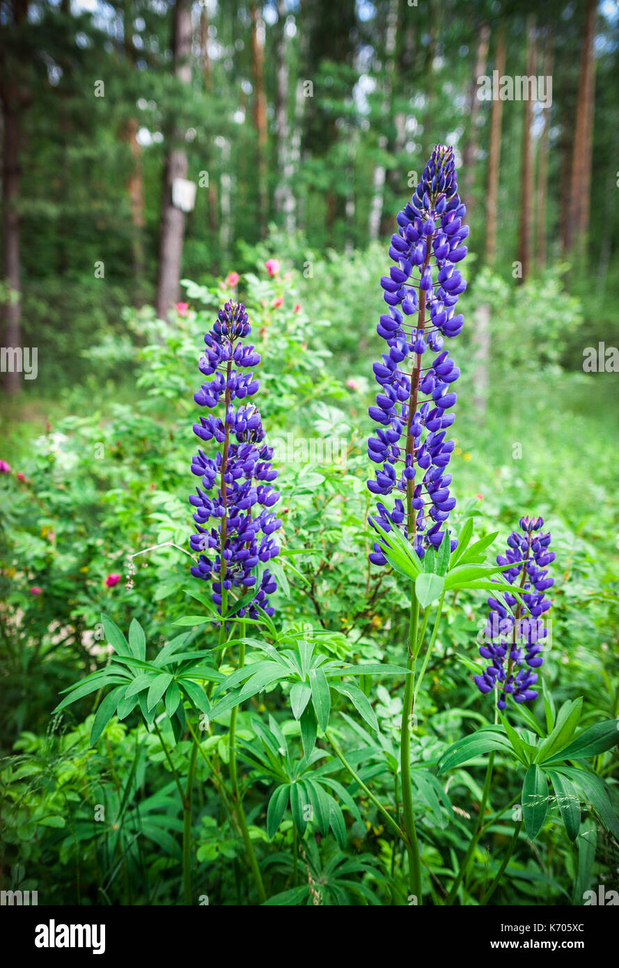 Blue Lupine Flower