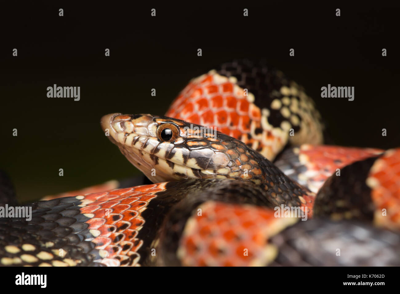 Anton's Long-nosed Snake (Rhinocheilus lecontei antonii) from Sonora ...