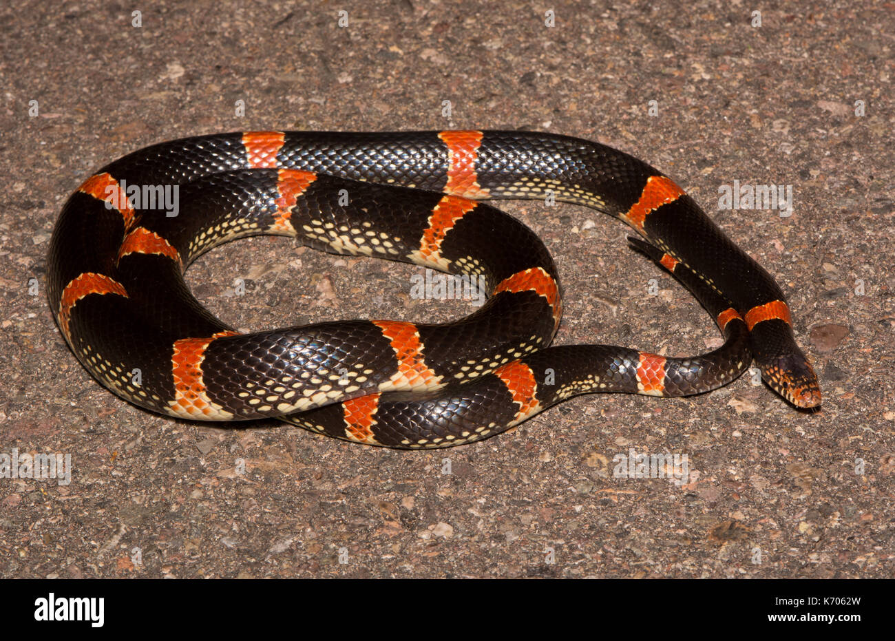 Anton's Long-nosed Snake (Rhinocheilus lecontei antonii) from Sonora ...